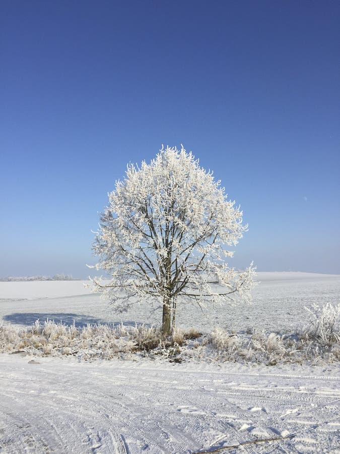 Tree in hoar frost stock image. Image of germany, white - 128326573