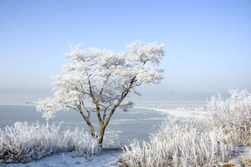 Tree in hoarfrost stock photo. Image of black, cold, blue - 18164894