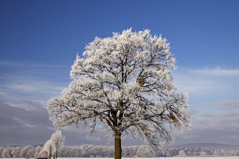 Tree with Hoarfrost, Bad Laer, Germany Stock Image - Image of winter ...
