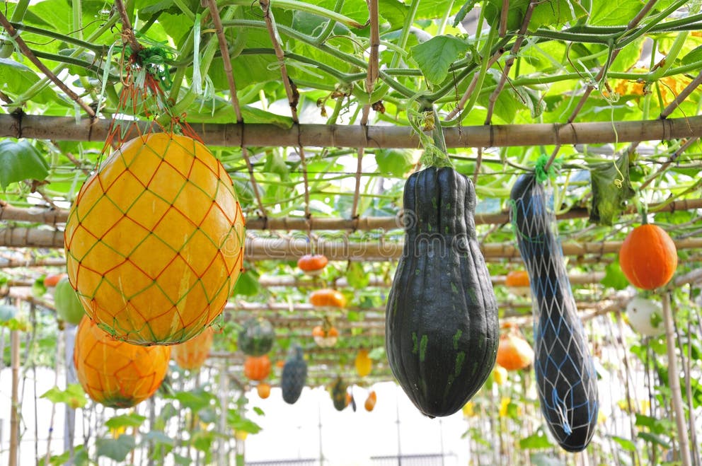 A tree of hoist, hoist stock image. Image of health - 350853499