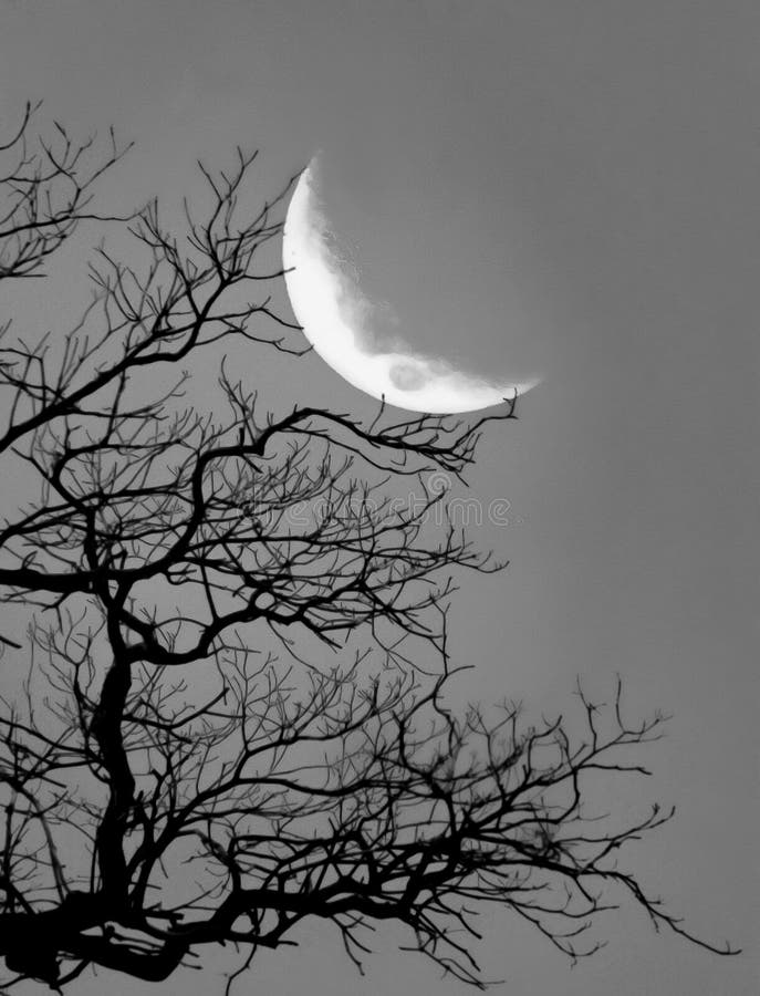Tree holding the moon. stock photo. Image of moon, tree - 124788812