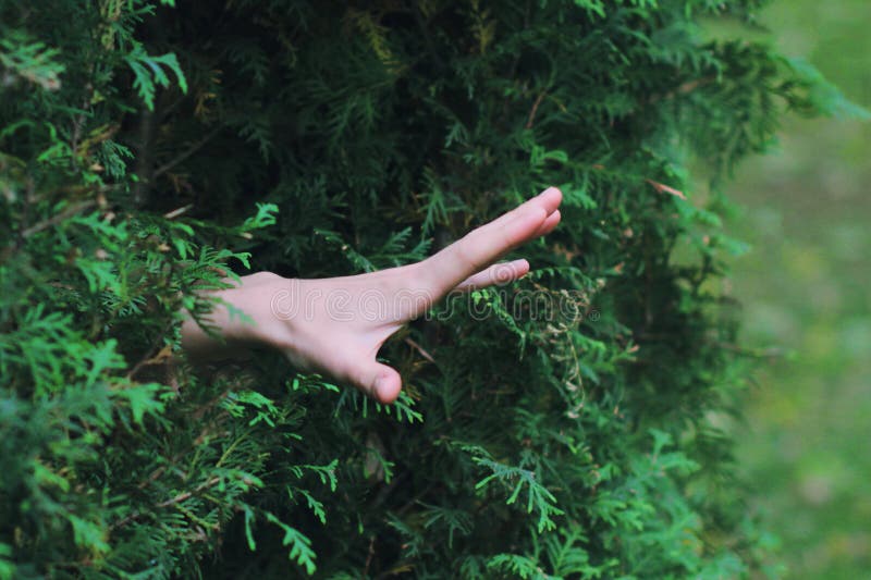 Tree Holds the Man. Hand is Visible from the Green Spaces. Bushes Hold ...
