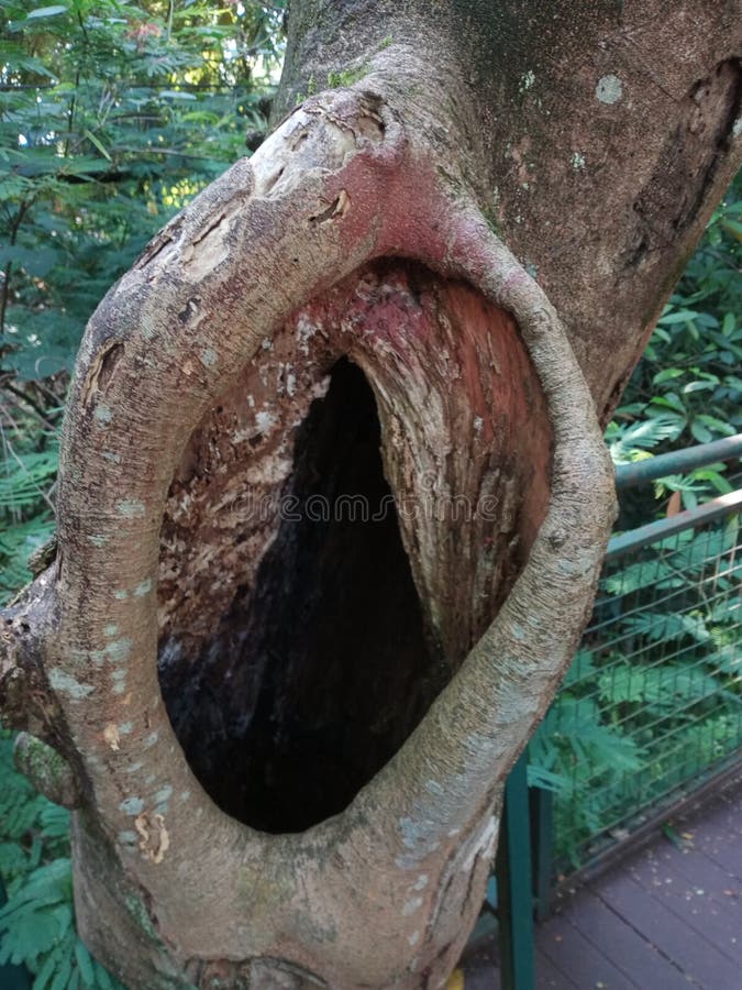 Tree with Hole stock photo. Image of woodland, statue - 265904896