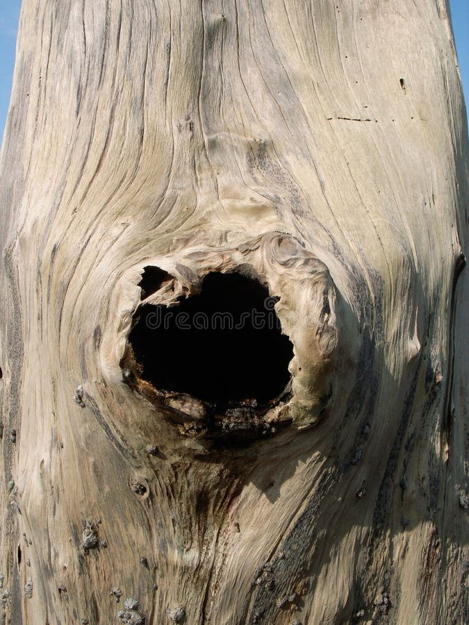 Tree hole stock image. Image of defect, veins, logging - 4966393