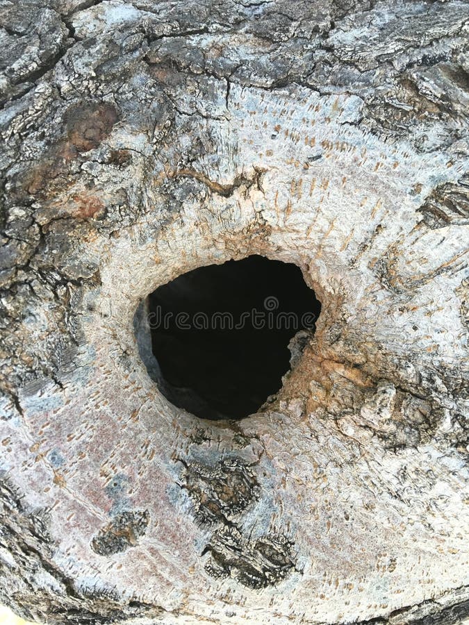 Tree Hole stock image. Image of hole, dare, hand, tree - 71098885