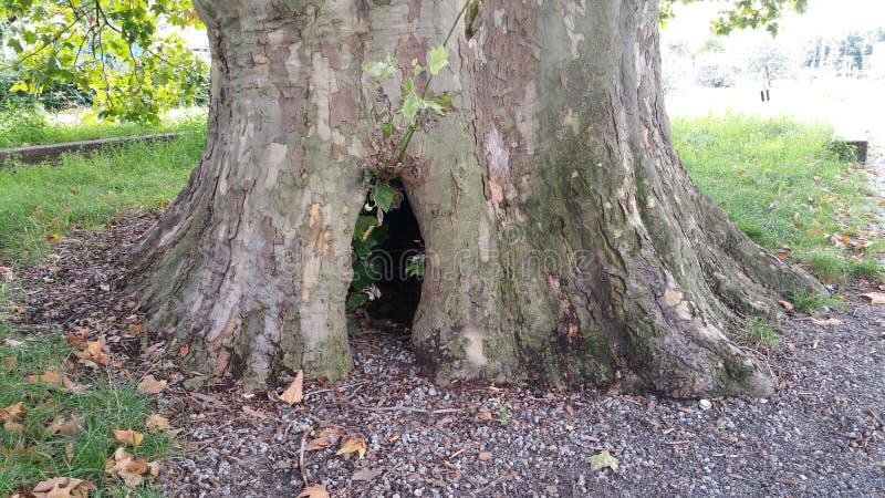 Tree hole stock photo. Image of animal, mystical, tree - 99824624