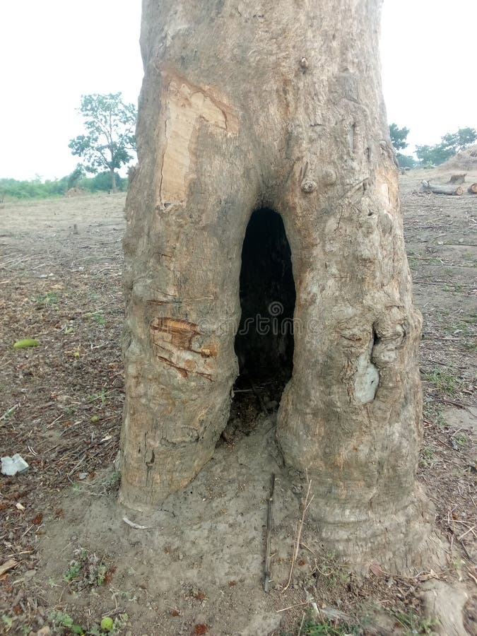 Tree Hole Environment Air Land Stock Photo - Image of hole, land: 315161428