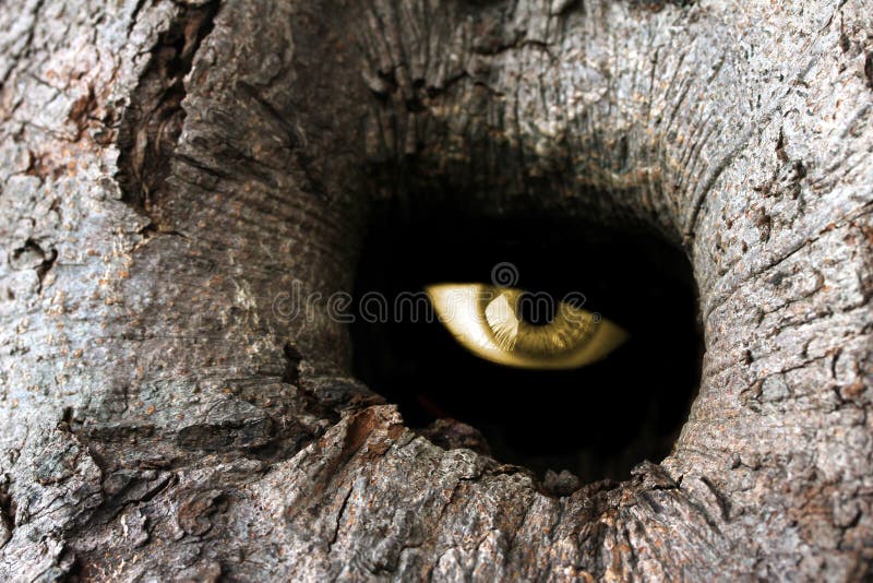Tree hole eye stock photo. Image of hole, yellow, nature - 21753894