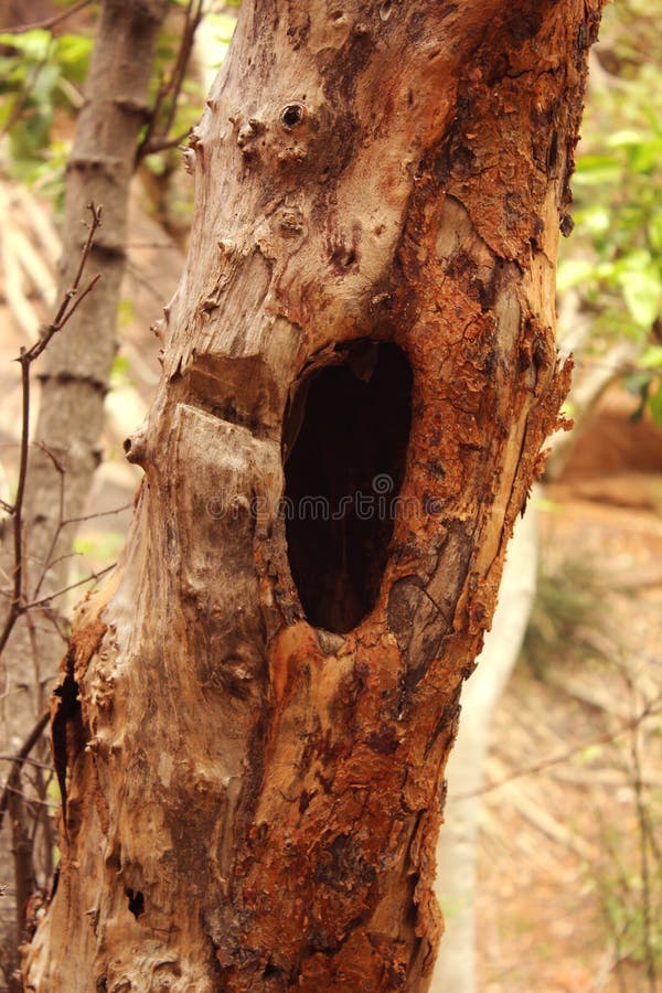 Tree hole stock photo. Image of peaceful, tree, natural - 93019310