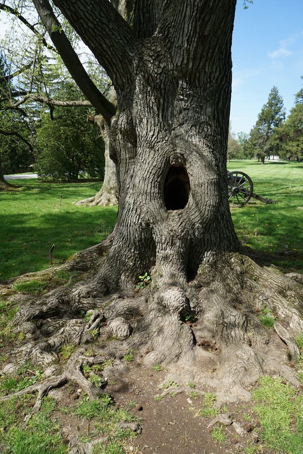 Tree hole or tree hollow stock photo. Image of tree - 182645654