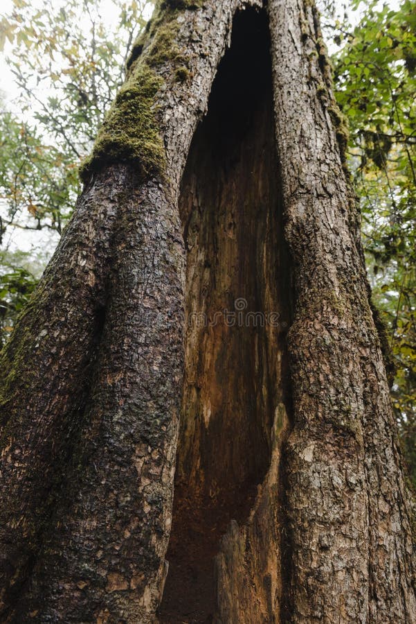 Tree hole stock photo. Image of tree, large, aged, hollow - 62400878