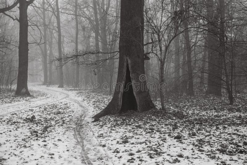 Tree with a Hole by the Road, Winter Stock Image - Image of foggy ...