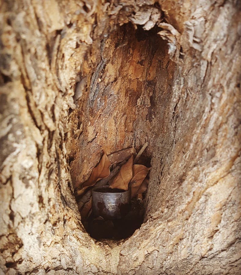 Tree hole stock image. Image of humans, hole, destruction - 74114997