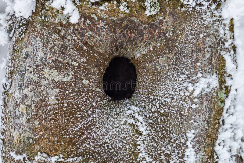 Tree hole with snow stock image. Image of tree, nature - 136208807