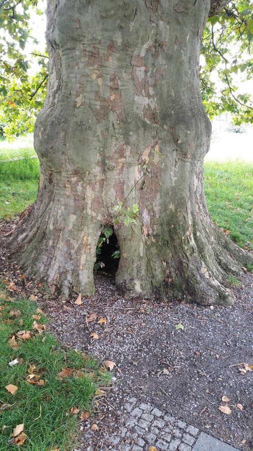 Tree hole 2 stock photo. Image of entrance, hole, tree - 99824676