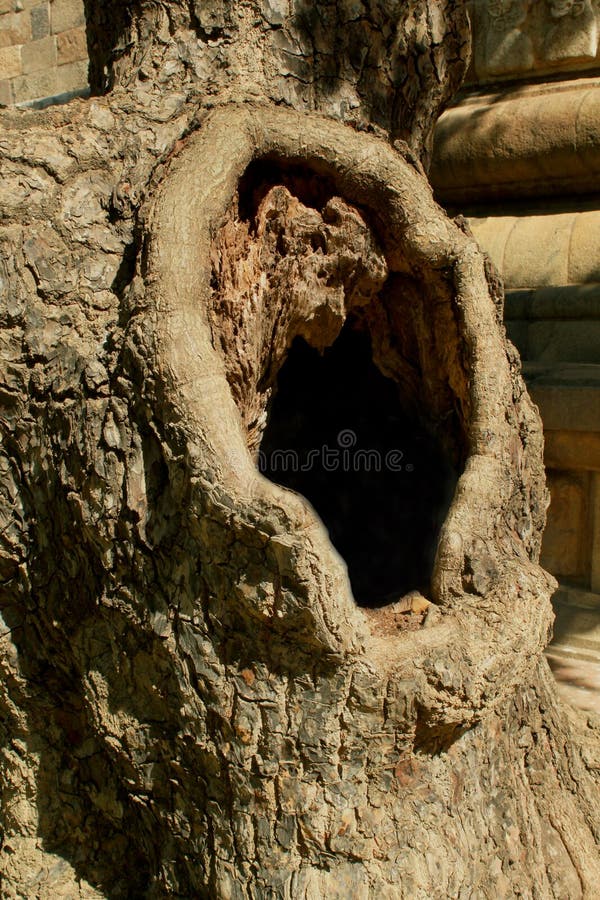 Tree with a Hole in the Trunk Hollow in Winter Stock Photo - Image of ...