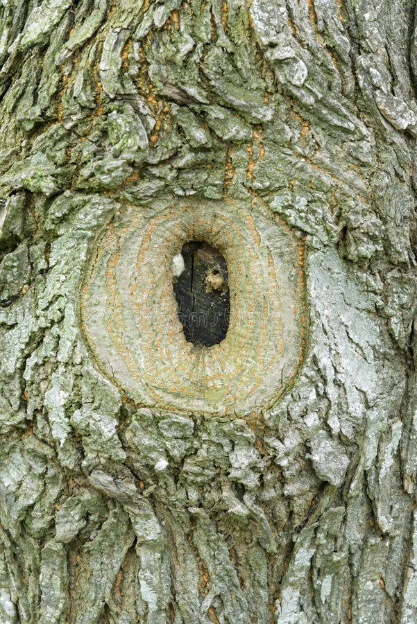 Tree hollow close up stock photo. Image of closeup, abstract - 67781244