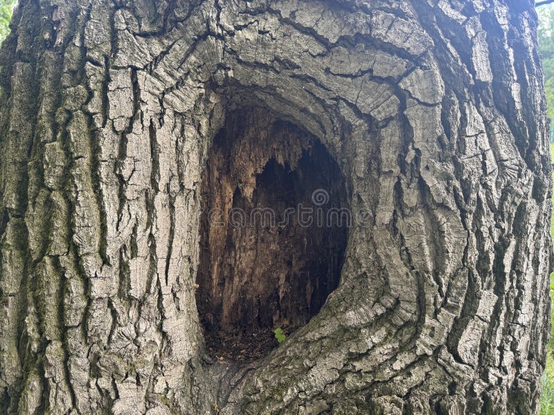 Tree Hollow. Close-up of an Old Tree Trunk with a Hollow Stock Photo ...