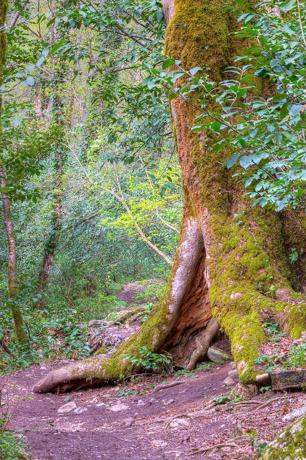 Tree With Hollow In Forest, HDR Stock Image - Image of foliage, trail ...
