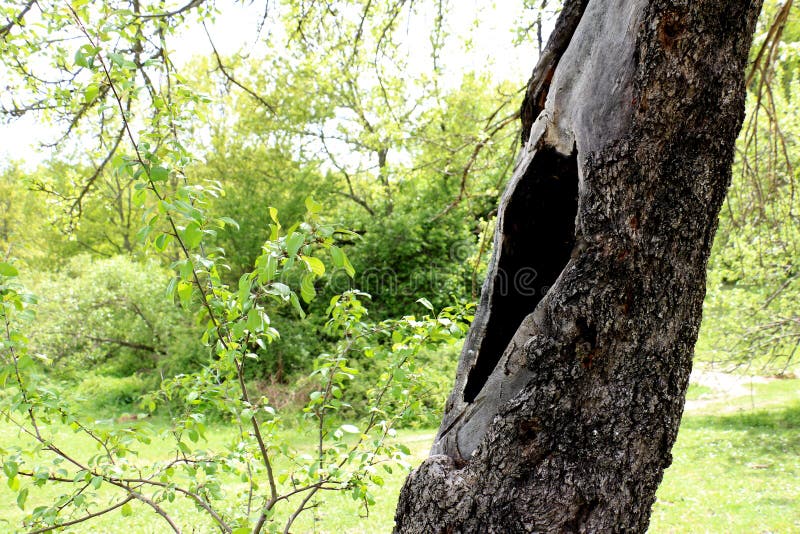 Tree hollow stock photo. Image of trunk, hole, weathered - 70822874