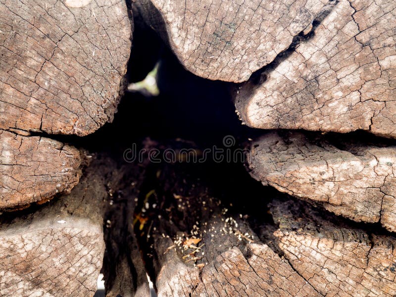 Tree Hollow, from Wooden Table in the Park. Stock Image - Image of ...