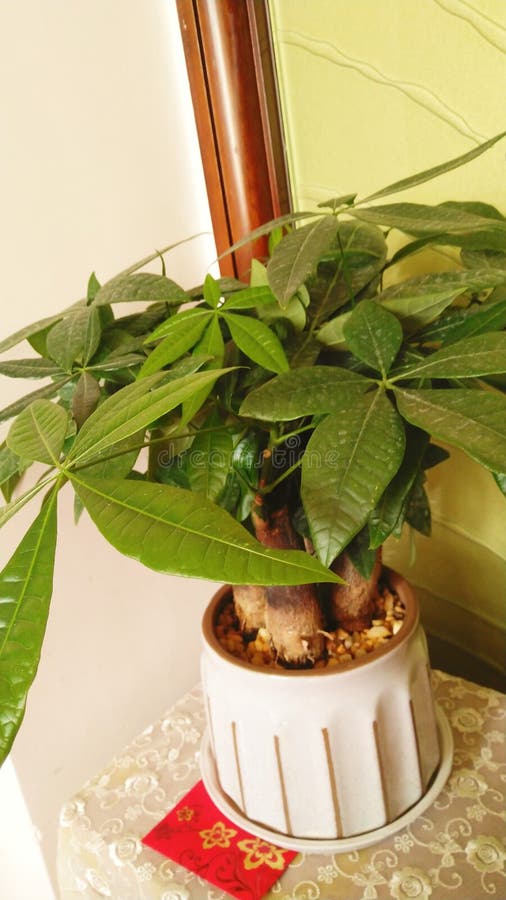 The tree of hope stock photo. Image of green, flower - 265153214