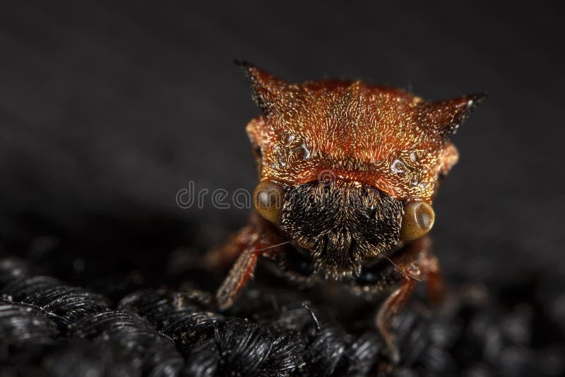 Tree hopper face stock photo. Image of close, wildlife - 12304034