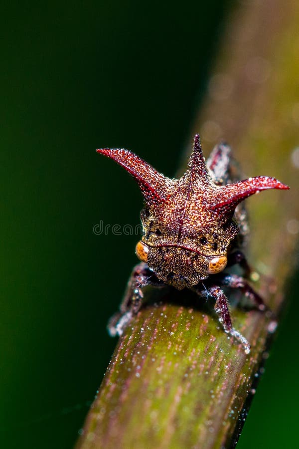 Tree Hopper stock photo. Image of closeup, brown, hopper - 12912248