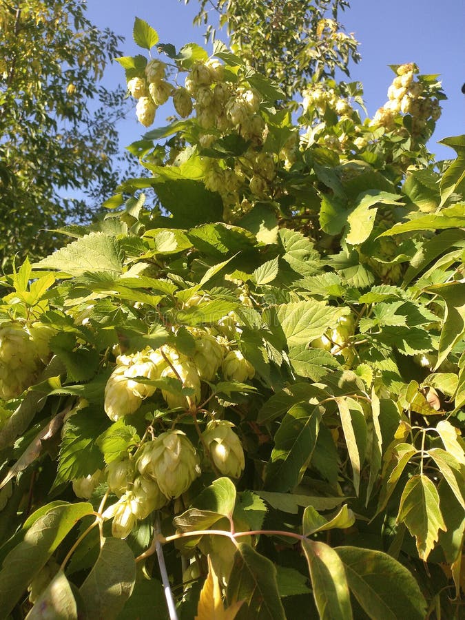 Tree with hops stock image. Image of foliage, flowers - 158883225