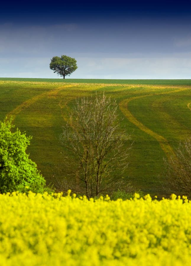 Tree on the horizon stock image. Image of crop, sentry - 1180965