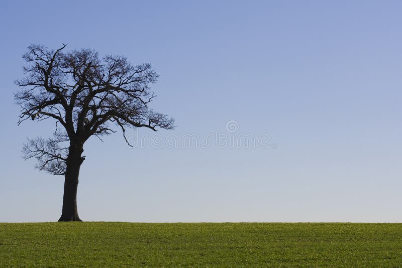 Base of a tree stock image. Image of fall, trunk, nature - 403345