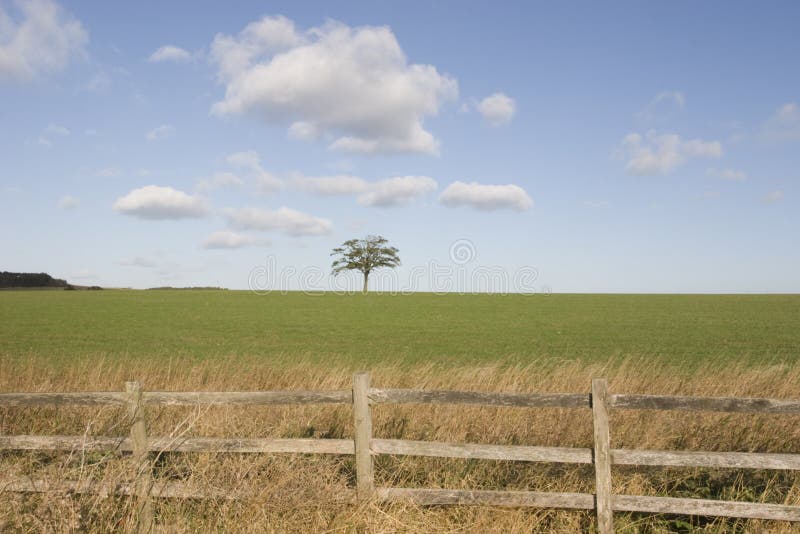 Tree on Horizon stock image. Image of kingdom, united - 3926007