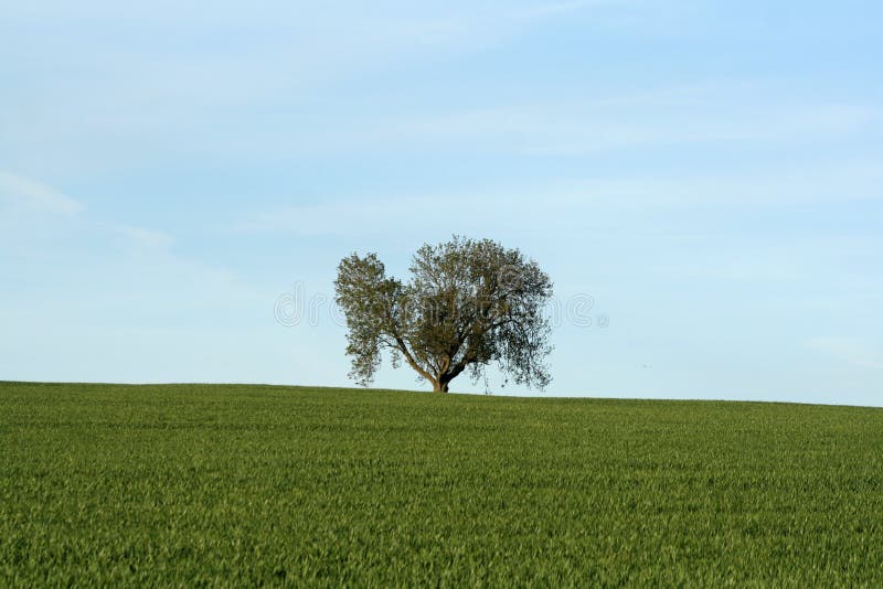 Tree on the Horizon stock photo. Image of symbolic, beauty - 851960