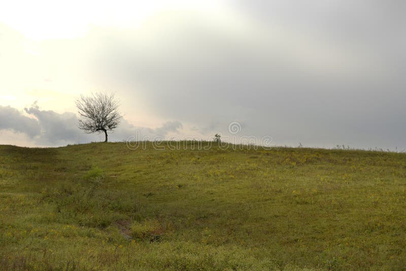 Tree on the Horizon with Clouds and Sun Rays Stock Image - Image of ...