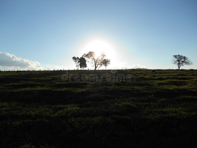 Old Oak Tree on the Horizon Stock Photo - Image of open, countryside ...