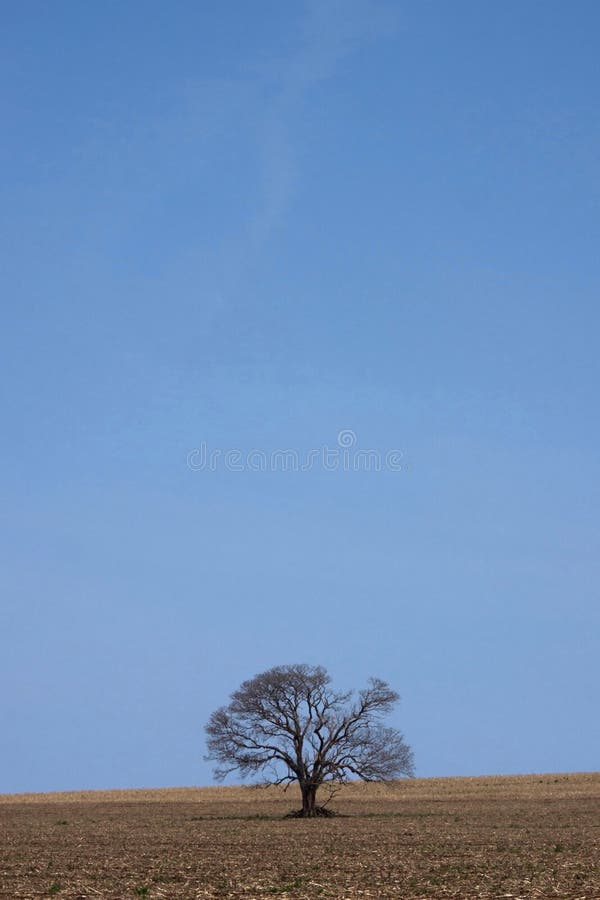 Tree horizon stock photo. Image of green, clouds, space - 102648322