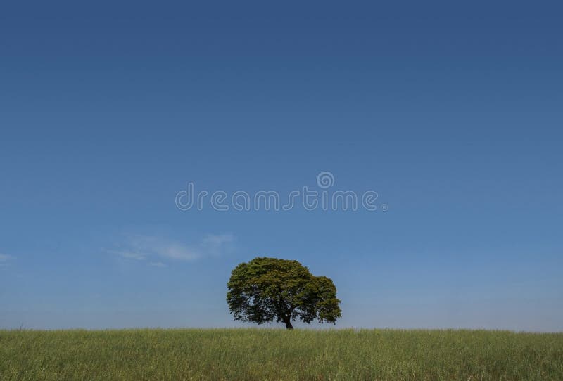 Tree horizon stock photo. Image of green, clouds, space - 102648322
