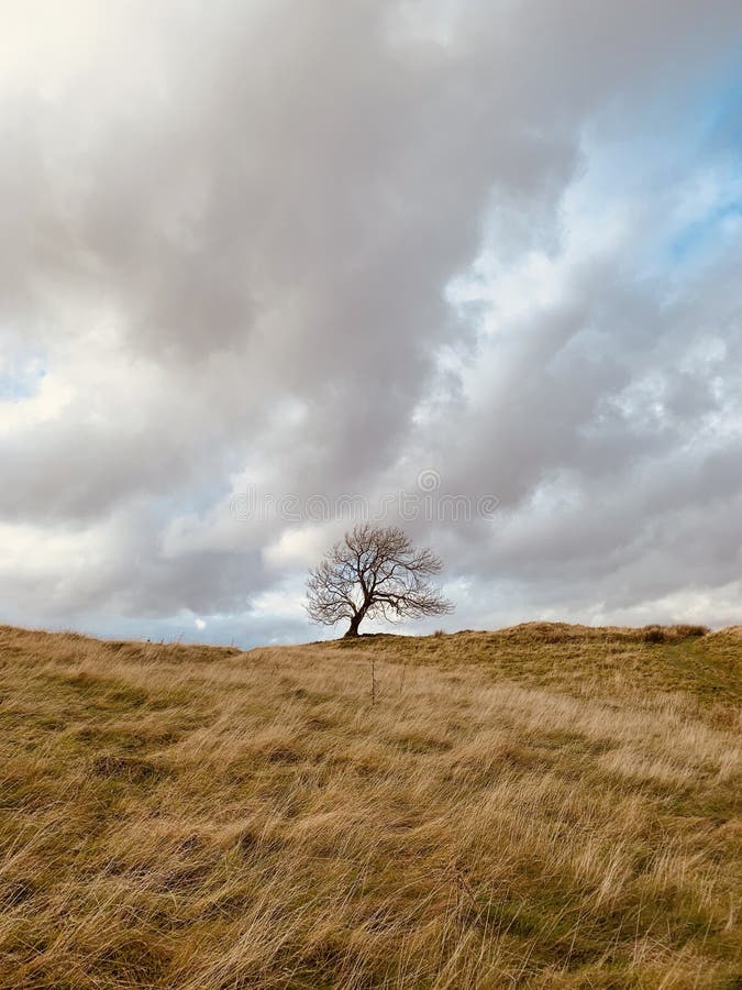 Tree on horizon stock image. Image of clouds, large - 353212453