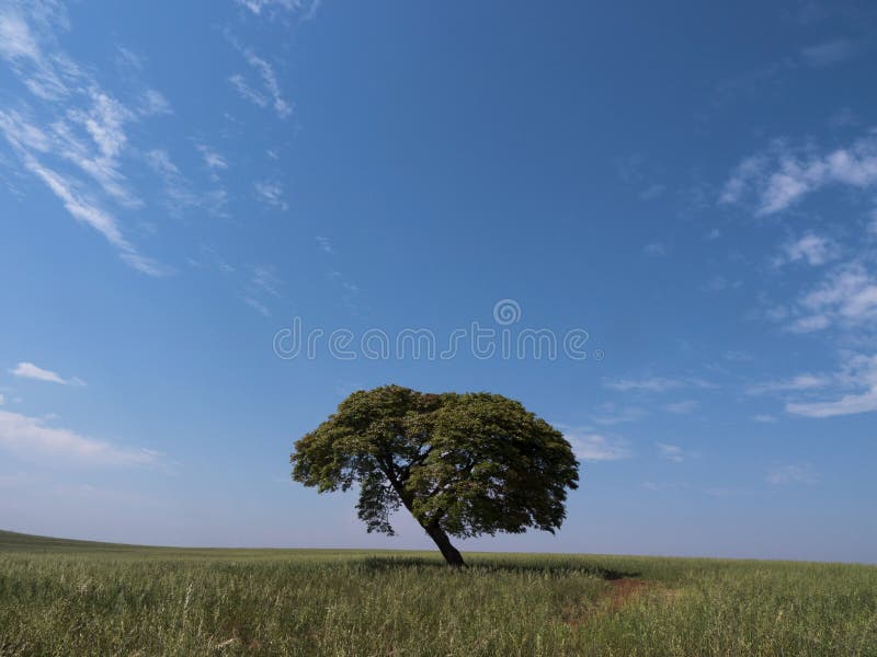 Tree horizon stock photo. Image of tree, solitude, plant - 104081930