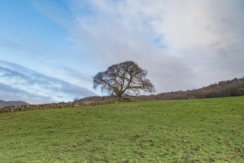A Tree on the Horizon stock image. Image of europe, nature - 106974769