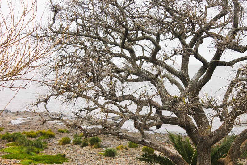 Old dry olive tree stock photo. Image of wild, magnificent - 33196590