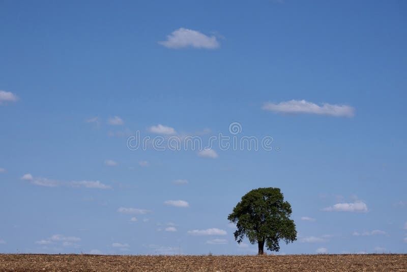 Tree horizon stock photo. Image of field, landscape - 102648108