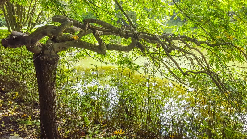 Tree with Horizontal Branches in the Park on a Sunny Day Stock Photo ...