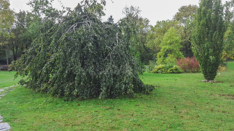 Tree with Horizontal Branches in the Park on a Sunny Day Stock Photo ...