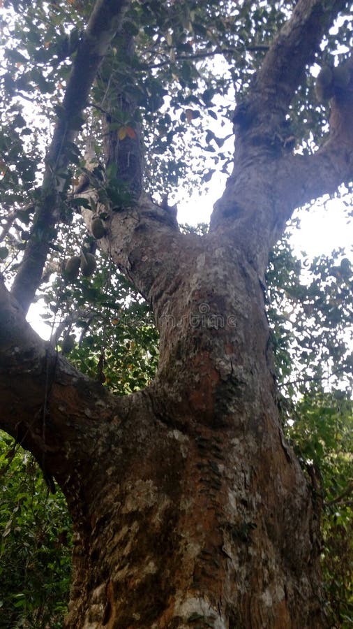 Horror Tree without Leaves on Cloudy Sky Background Stock Image - Image ...