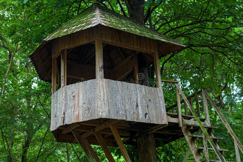 Tree house in deep forest stock photo. Image of mystical - 185972688