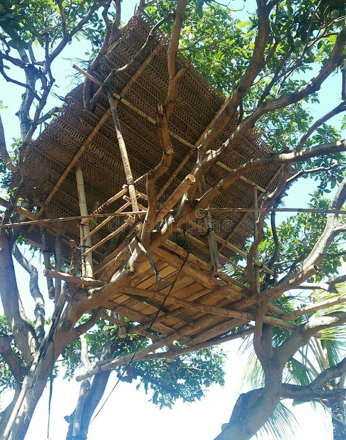 808 House Mango Tree Stock Photos - Free & Royalty-Free Stock Photos ...