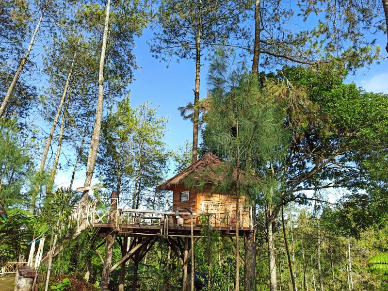 A Tree House in the Middle of the Pine Forest Stock Image - Image of ...