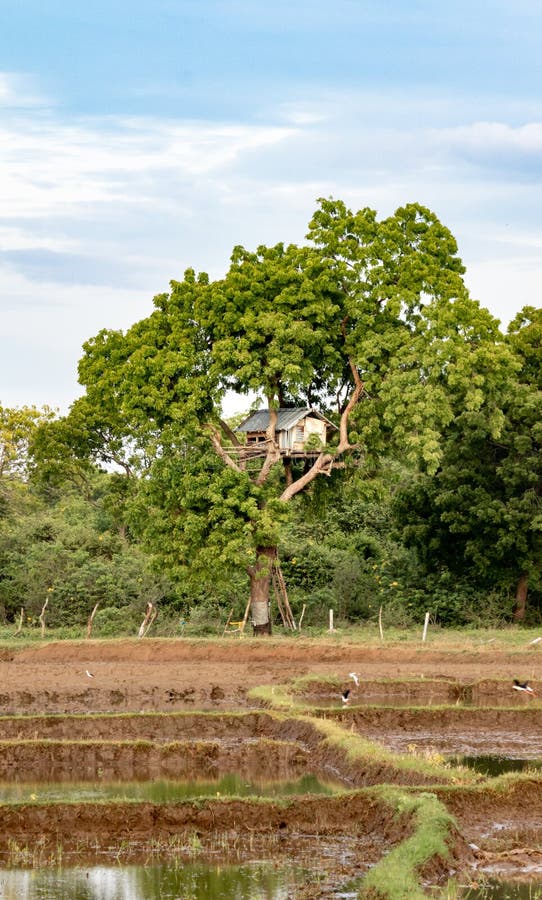Tree House Near Paddy Field To Protect Crops from Animals Stock Image ...
