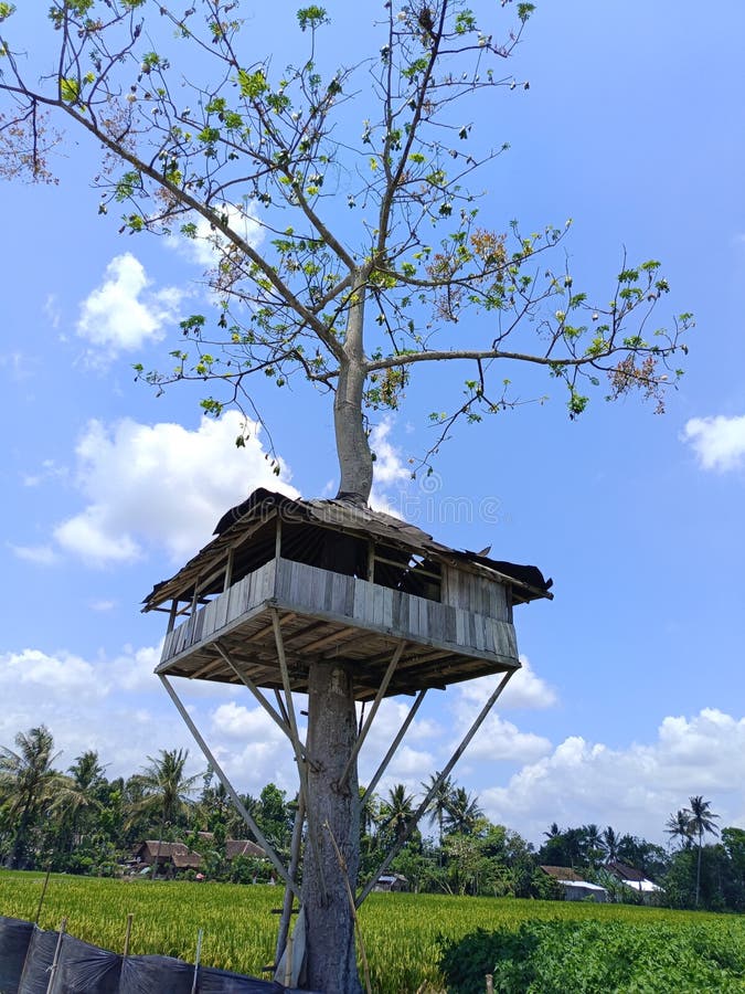 A Tree House in a Rice Field, with Flowering Plants in the Sky Stock ...